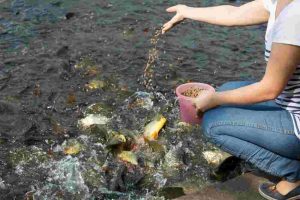 Fish Feed: History, Sources & Significance In Culture - Fish Article