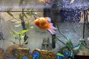 Swim Bladder Disease In Fish: Causes, Symptoms & Treatment - Fish Article
