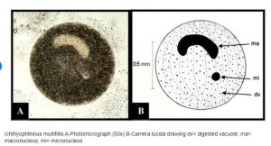 Ich On Fish: Causes, Symptoms And Treatment - Fish Article