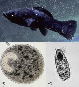 Ich On Fish: Causes, Symptoms & Treatment - Fish Article