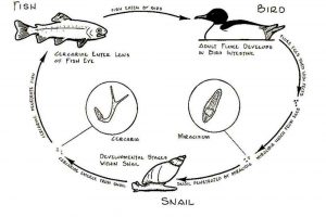 Flukes In Fish (Causes, Symptoms & Treatment) - Fish Article