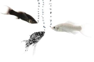 How Do Fish Communicate With Each Other? - Fish Article