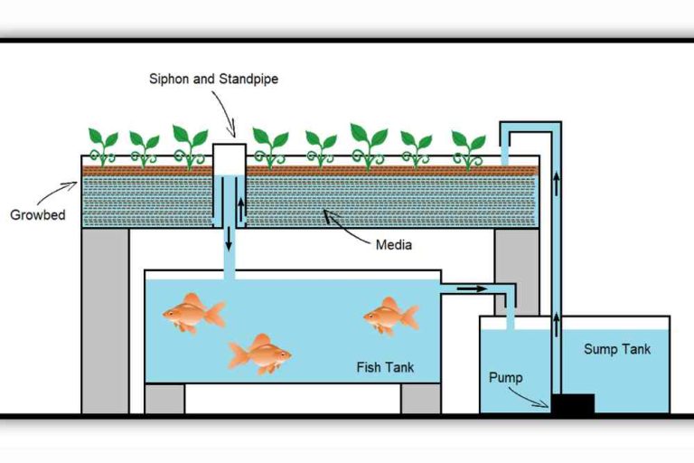 Types Of Aquaponics Systems (Pros And Cons) - Fish Article