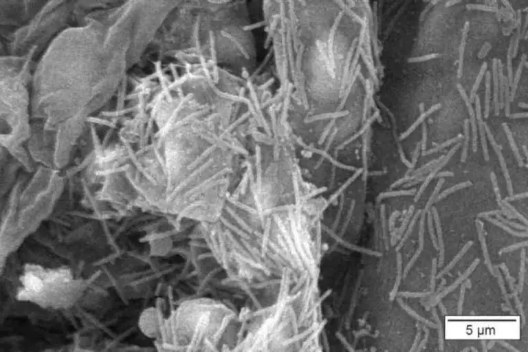 Fish Columnaris: Causes, Symptoms & Treatment - Fish Article