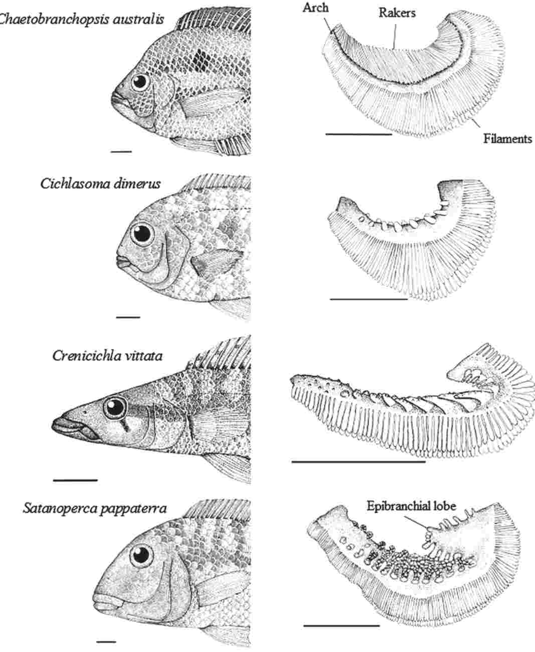 Fish Gill: Types, Structure And Function - Fish Article