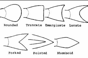 Fish Fins: Types, Anatomy & Functions - Fish Article