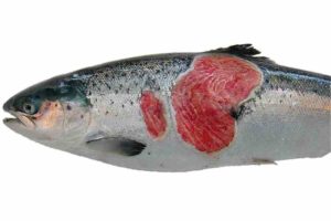 Fish Ulcer Disease: Causes, Diagnosis & Treatment - Fish Article