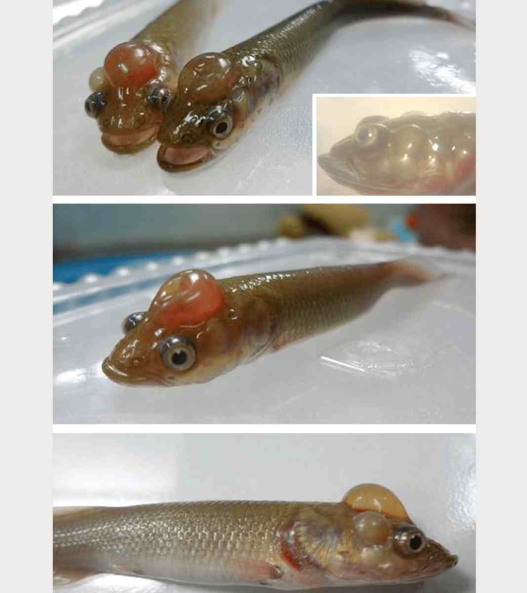 Gas Bubble Disease In Fish: Causes, Symptoms & Treatment - Fish Article