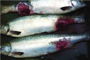 Fish Ulcer Disease: Causes, Diagnosis & Treatment - Fish Article
